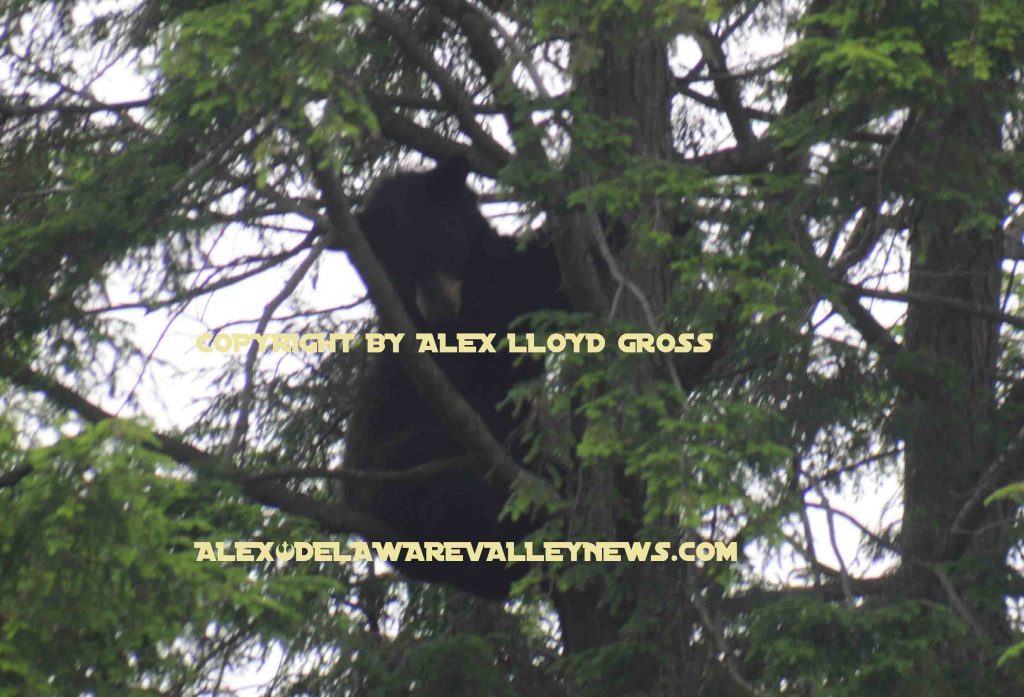 Bear caught in Feasterville , Bucks County – Delaware Valley News